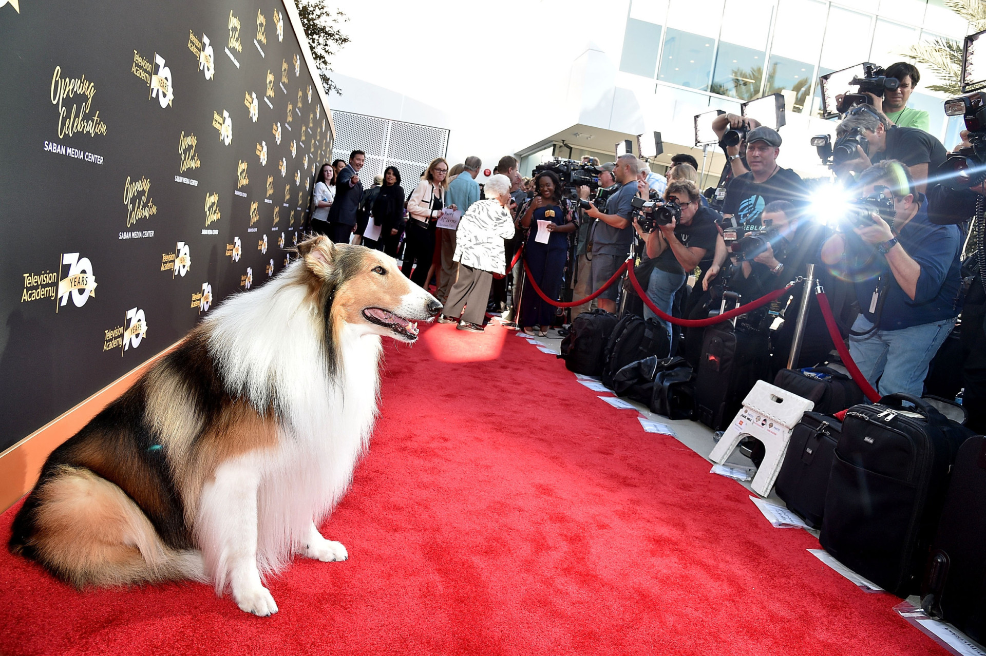 The most famous dogs in history