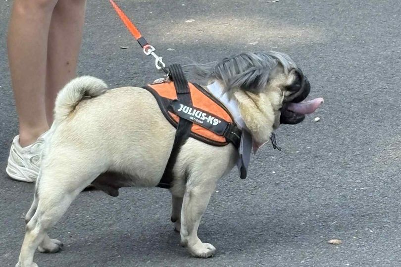 The strangest and funniest stories to happen in Greater Manchester in 2025