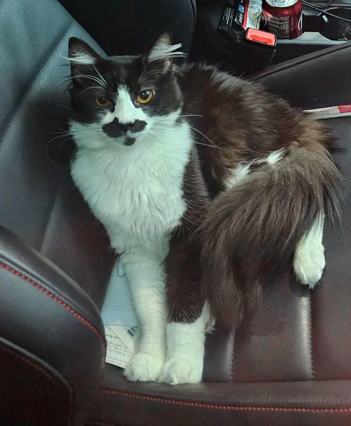 50 adorable pics of pets who found their forever home