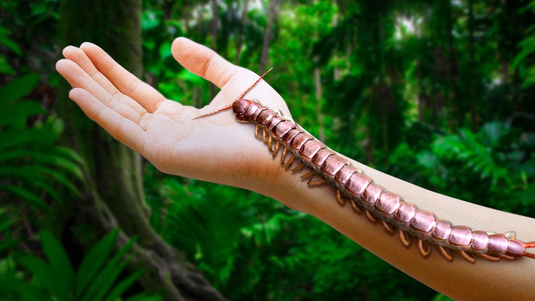 Explore the world's most disgusting creatures