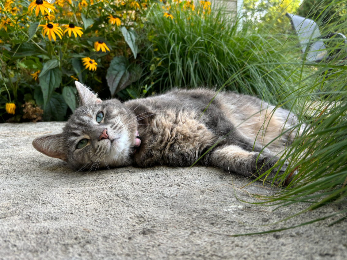 PetSmart gave their cat to the wrong people, now she's missing