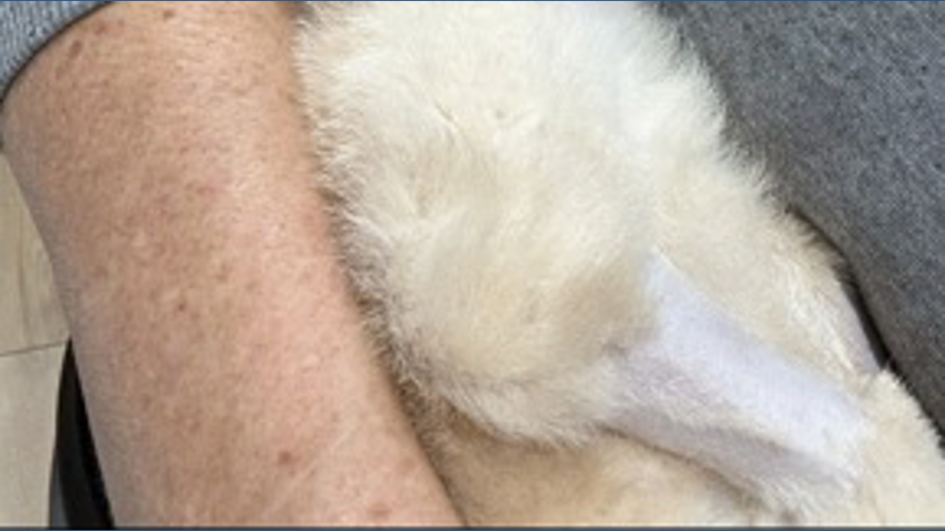 Puppy abandoned in Largo park dies