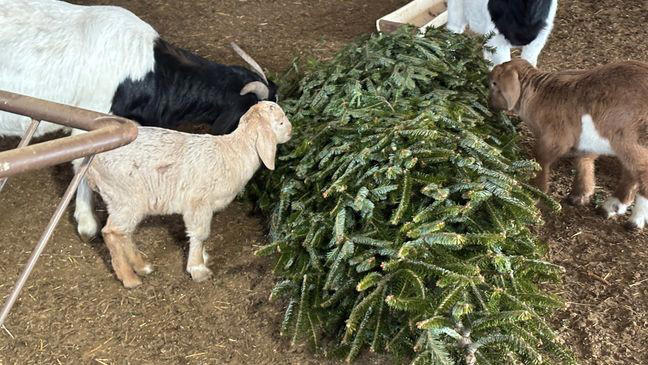 Groveport's Harrison Farm turns Christmas trees into sustainable goat ...