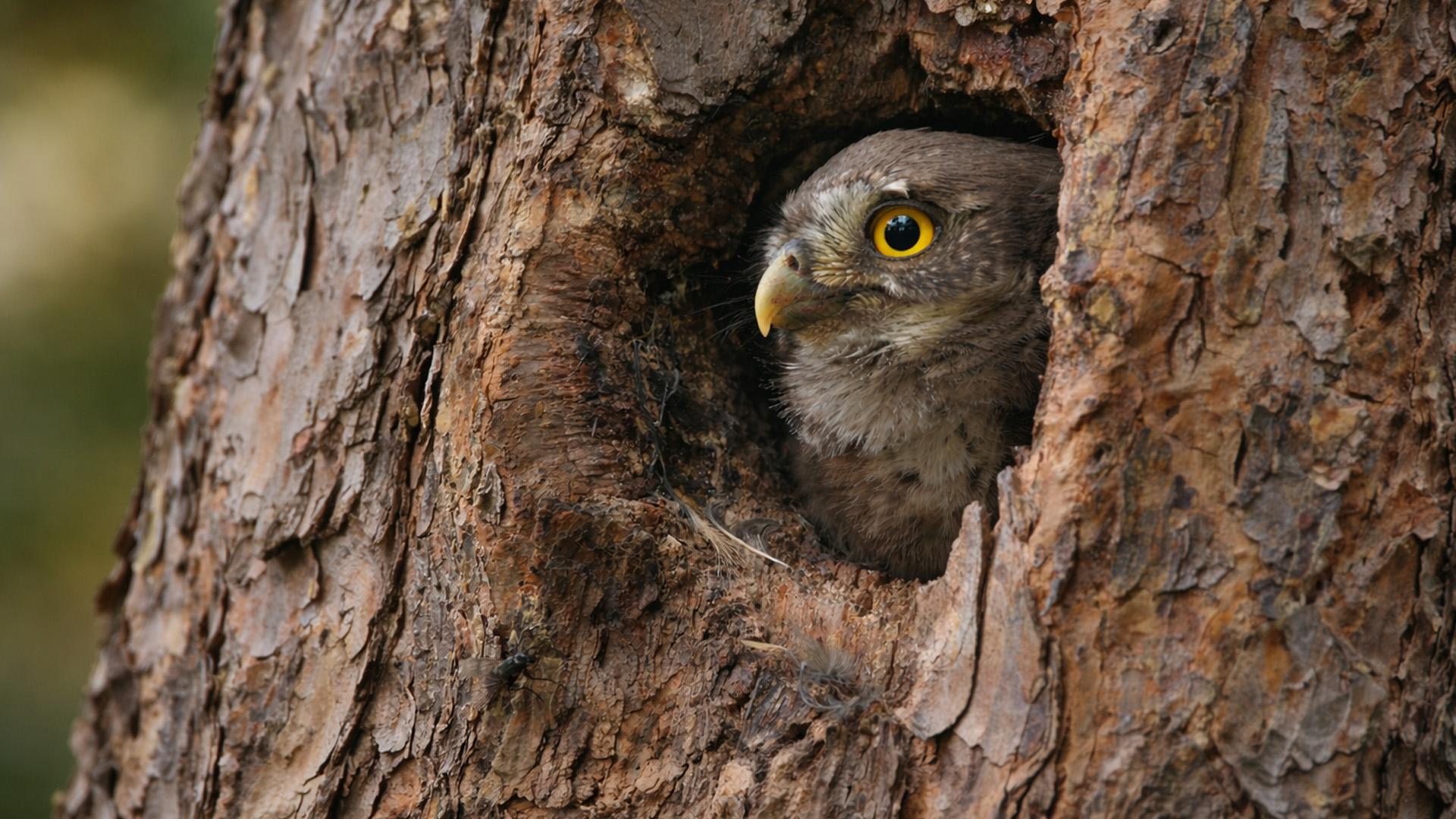 Eyes wide open in a wooden home