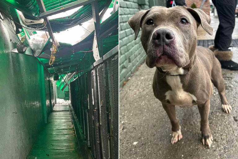 NJ community finds emergency foster homes for 30 dogs after snowfall ...