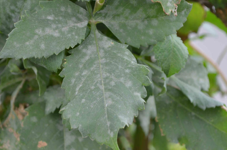 How to identify and treat powdery mildew on plants before it spreads