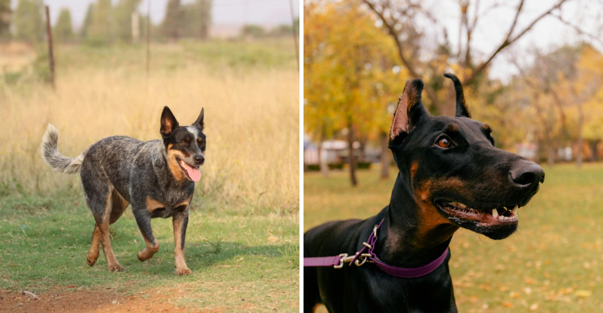 11 big dog breeds famous for their exceptional intelligence