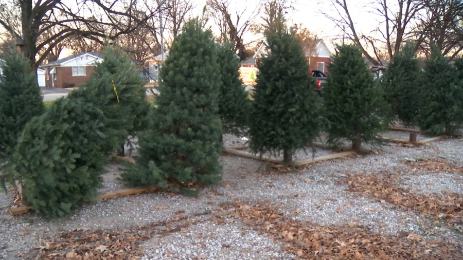 Local cities provide tips for Christmas tree disposal