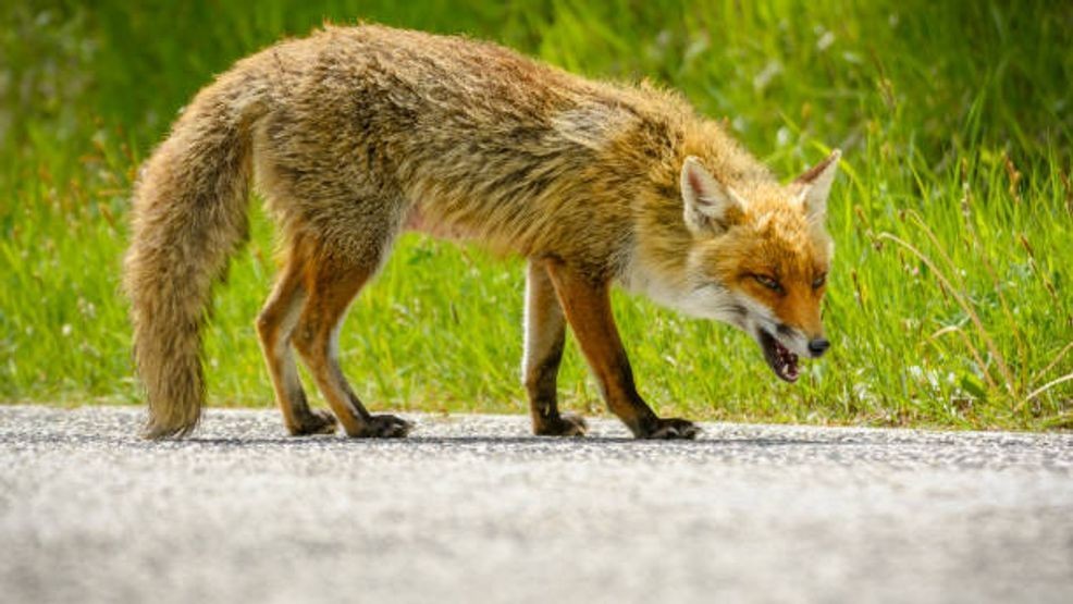 Rabid fox confirmed in Wimberley area after attacking cat