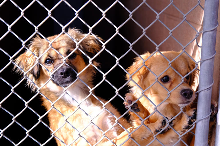 Overcapacity Las Vegas animal shelter has 55 dogs transferred to ...