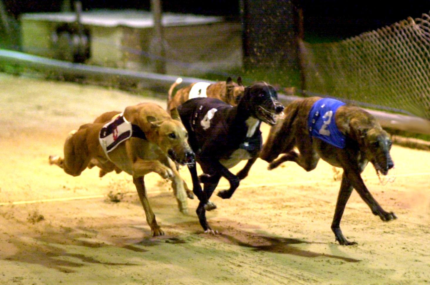 28 memories of Portsmouth Greyhound Stadium over the years