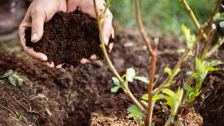 9 berry bushes that thrive in cold climates