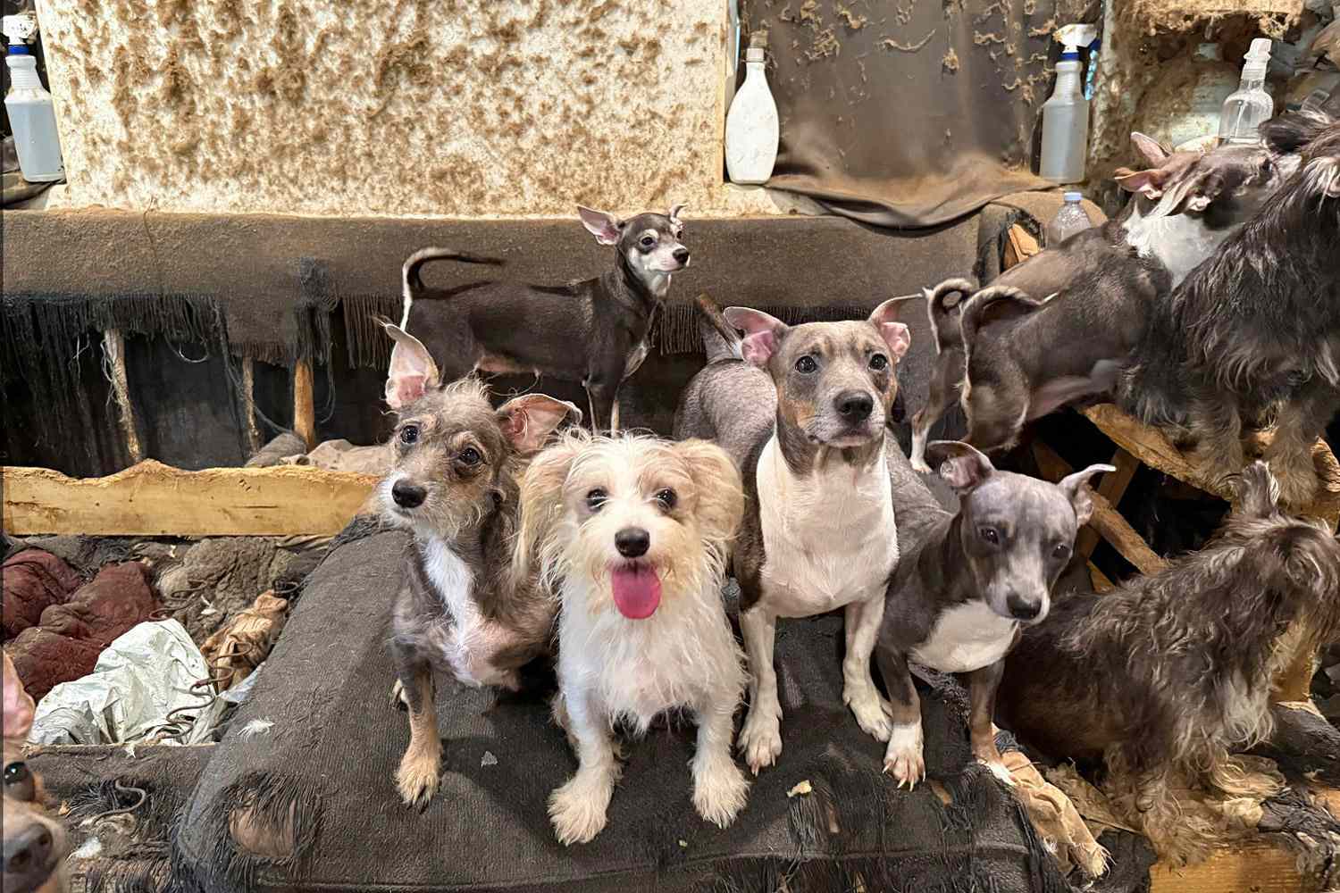 40 dogs saved from 'severely unsanitary' 500 sq. ft. apartment where ...