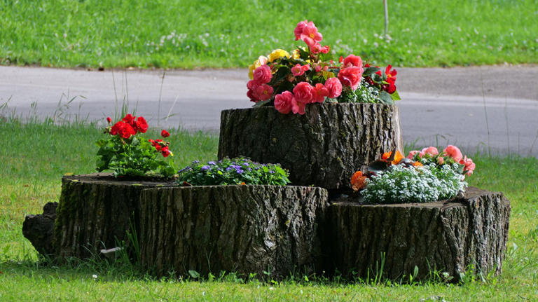 Removing an old tree stump from your yard is easier with these 11 tips ...