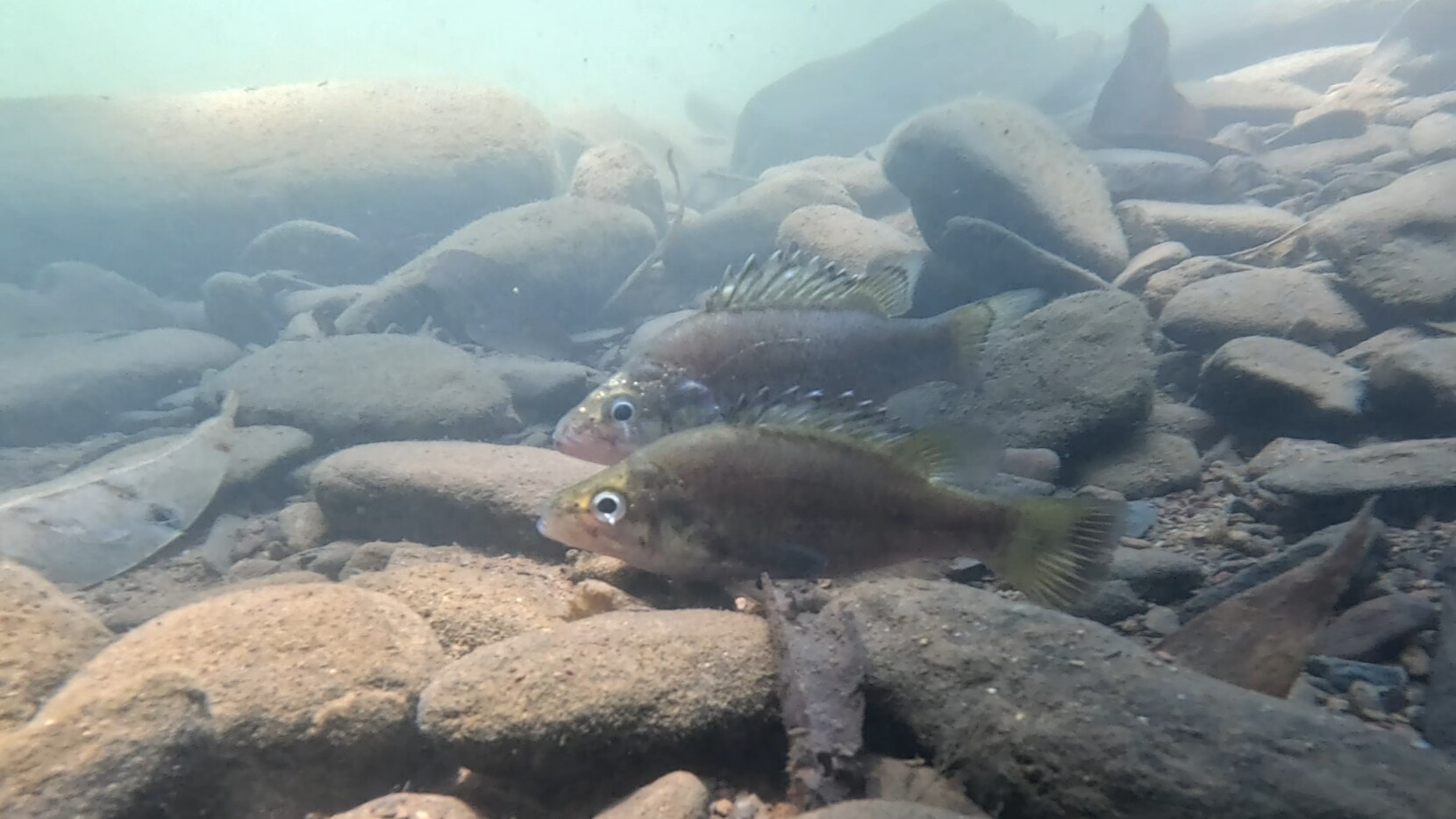 Rare freshwater fish Bloomfield River cod surviving amid environmental ...