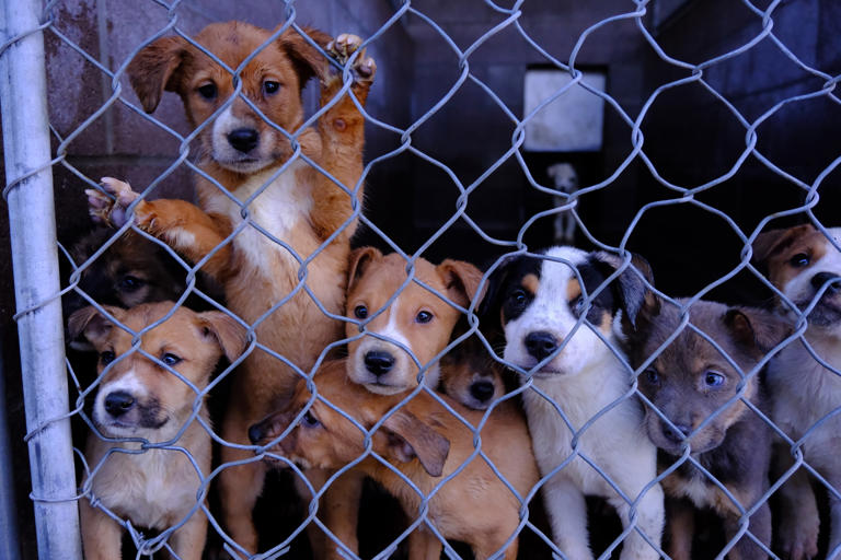 Overcapacity Las Vegas animal shelter has 55 dogs transferred to ...