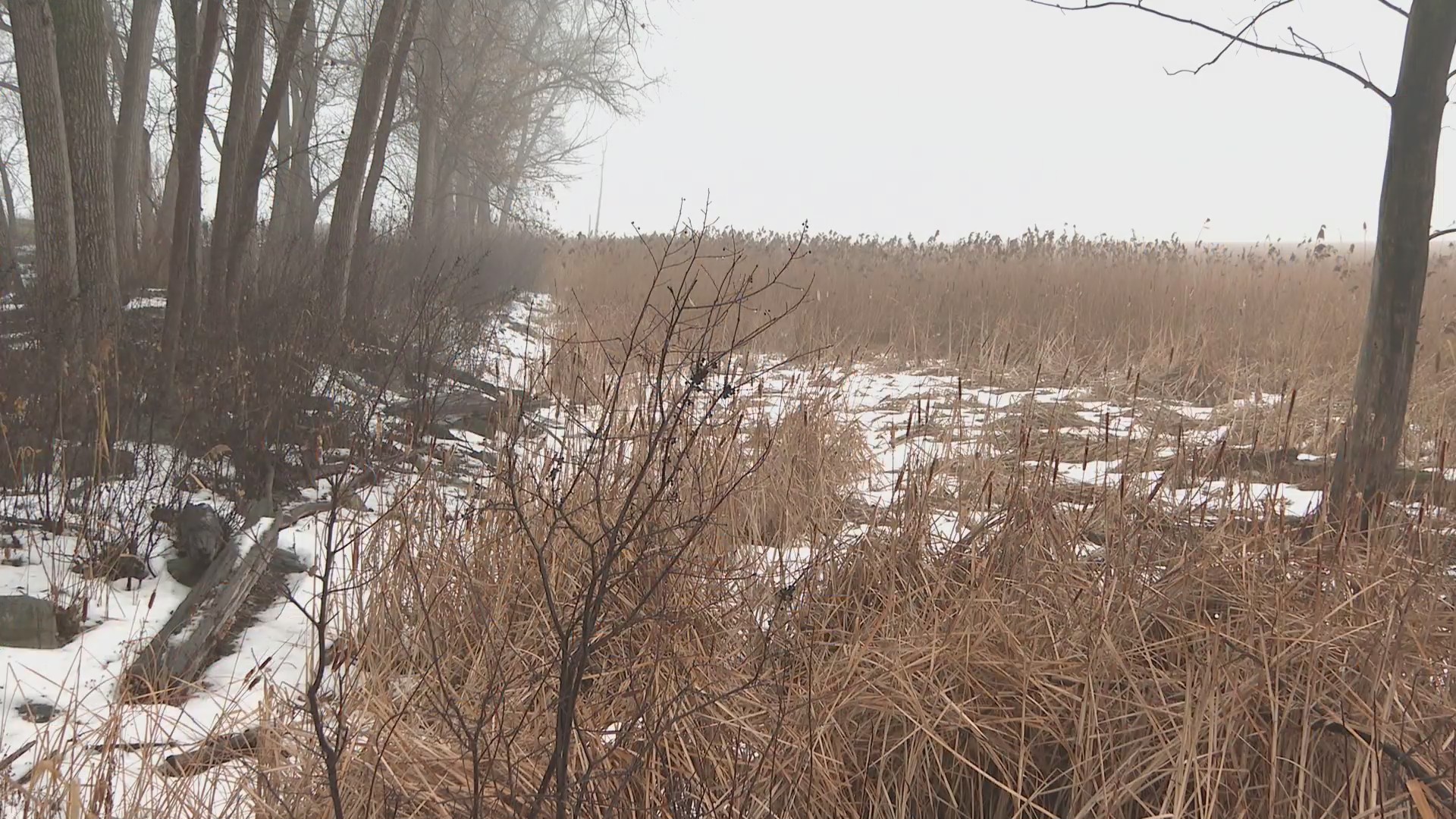 Sustainably speaking: Frozen but vital, Wisconsin wetlands work through ...