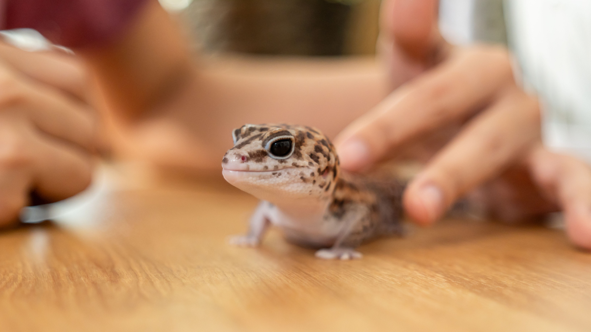 How to build an awesome DIY habitat for your pet reptile – budget ...