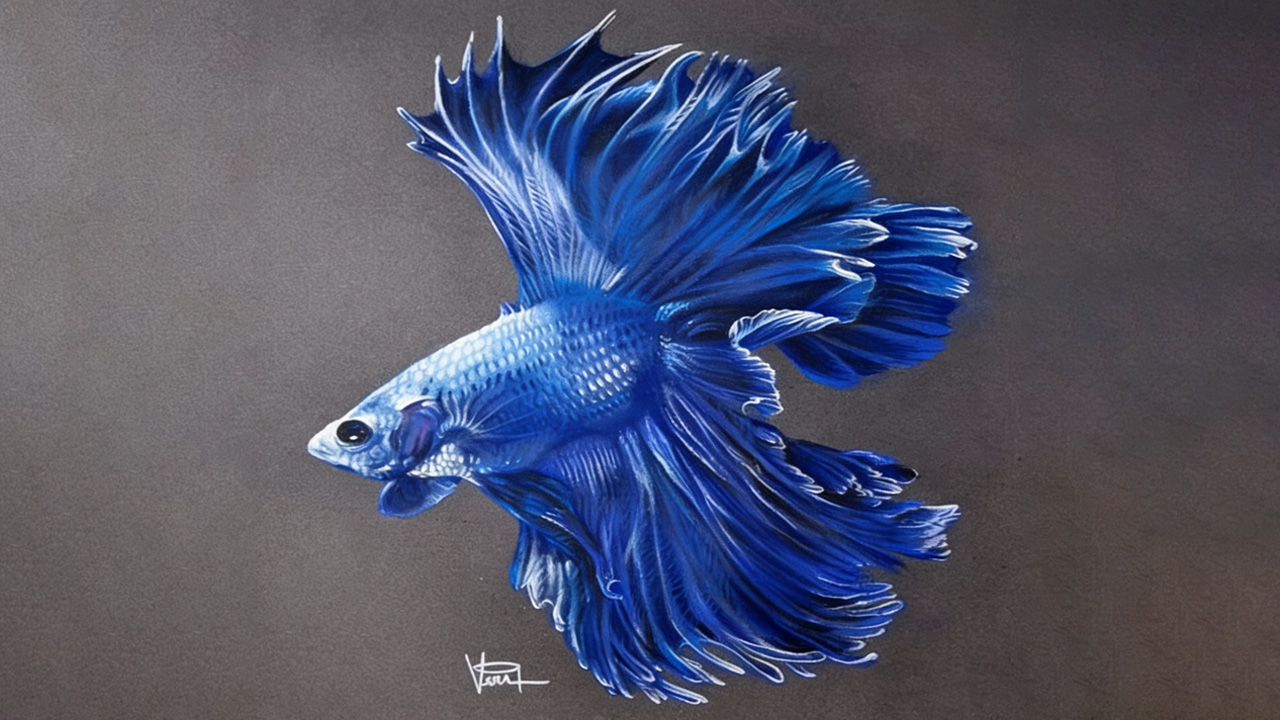 Vibrant blue betta fish showing nature’s most delicate design