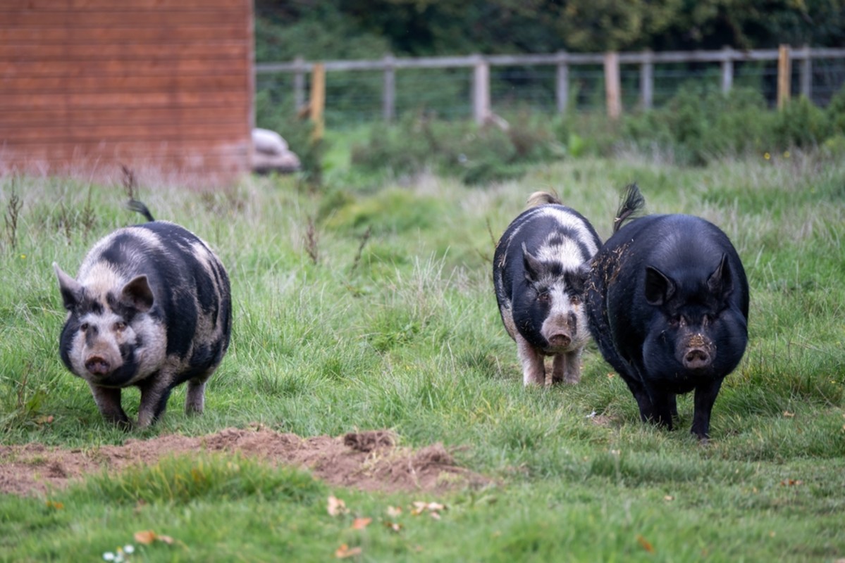 Pigs get caught trying to steal chickens’ food and their reaction is ...