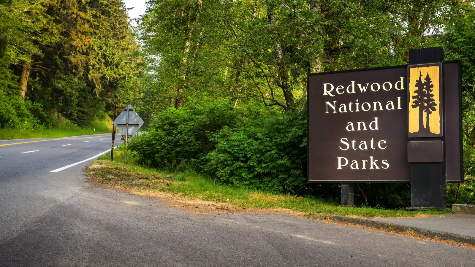 Why the Redwood Highway can feel completely isolated