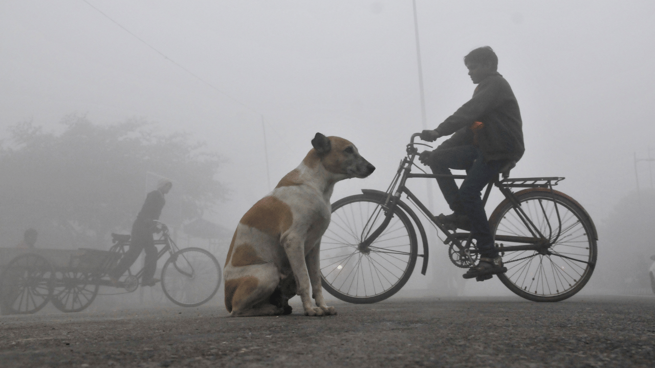 Delhi begins new year 2026 with 'very poor' air quality, fog and biting ...