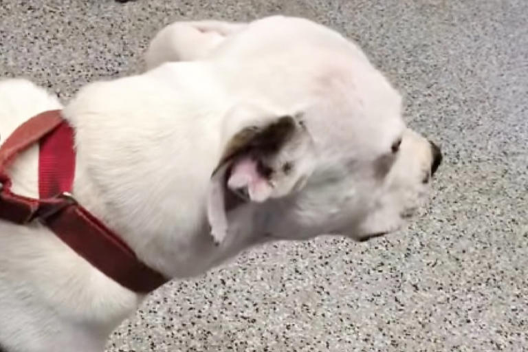 Dog owners abandon pup at shelter, and his reaction is awful: "Watching ...
