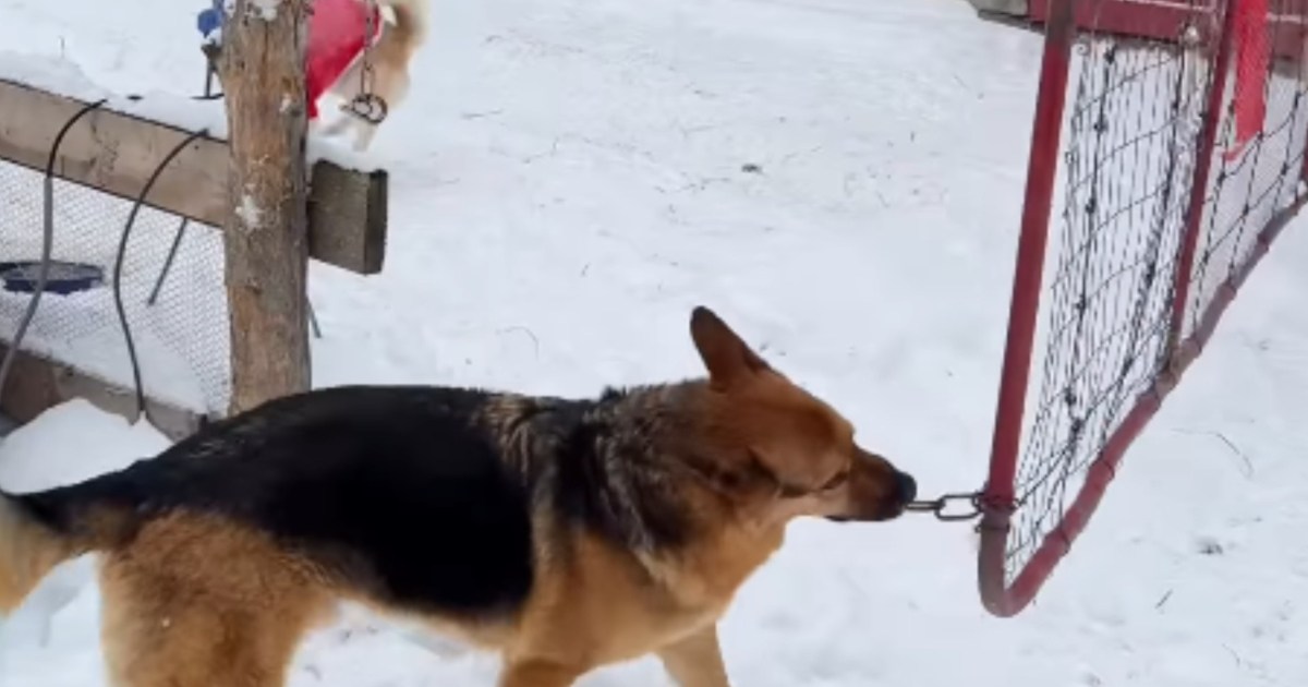 Video: Dog opens & closes the gate when owner returns