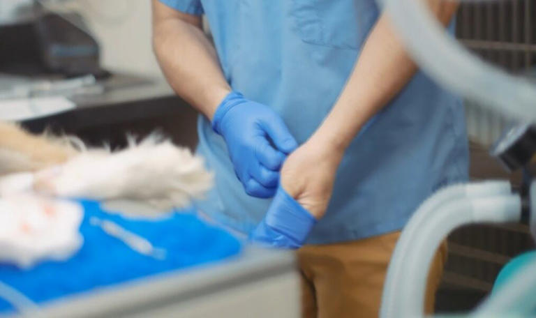 Tennessee chiropractors can provide care to animals under new Tennessee ...