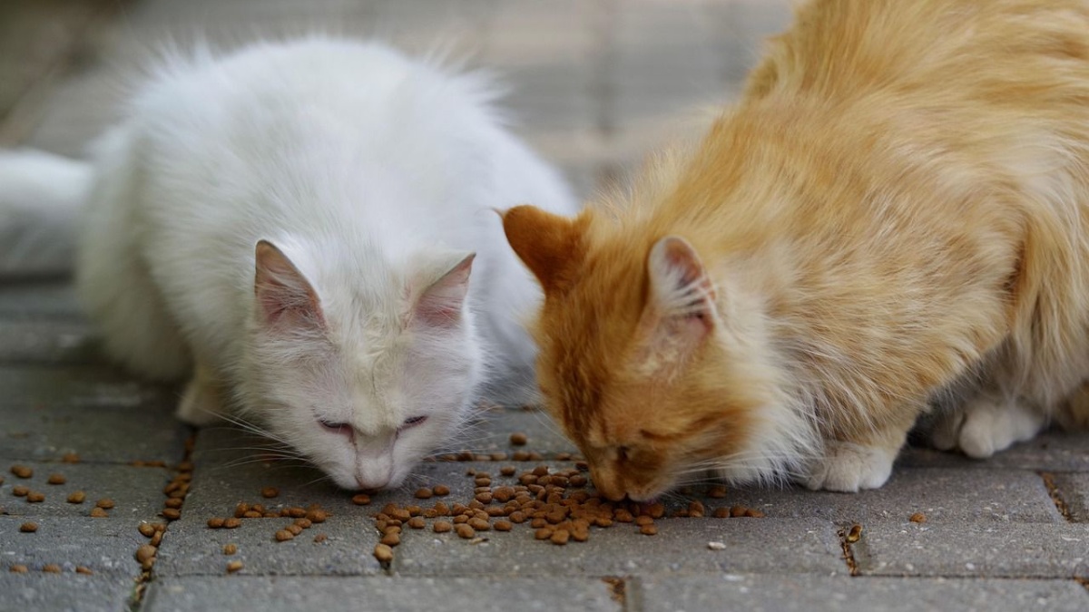 12 common kitchen foods that are dangerously toxic for your cat