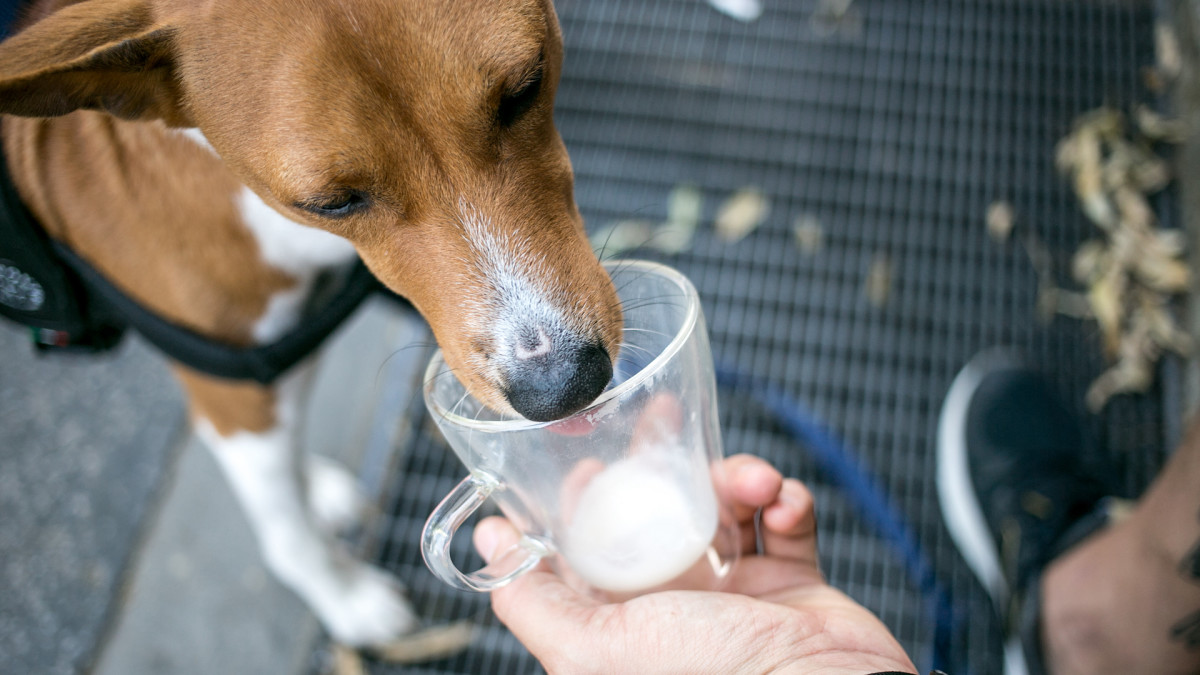 This goat milk meal topper is winning over Target shoppers