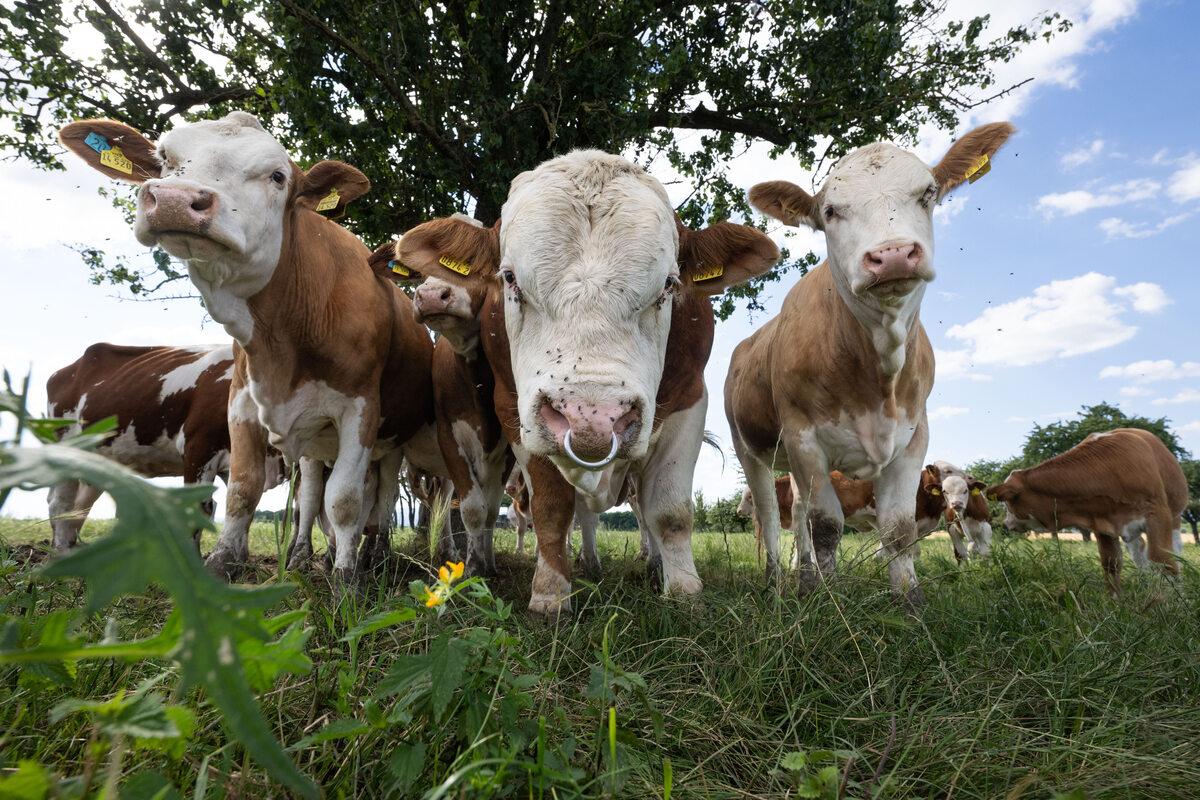 Bauernhöfe sollen zum Lernort für Kinder in ganz Thüringen werden