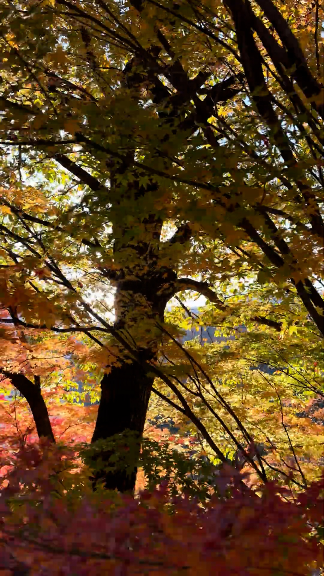 Fall leaves in Japan look like this