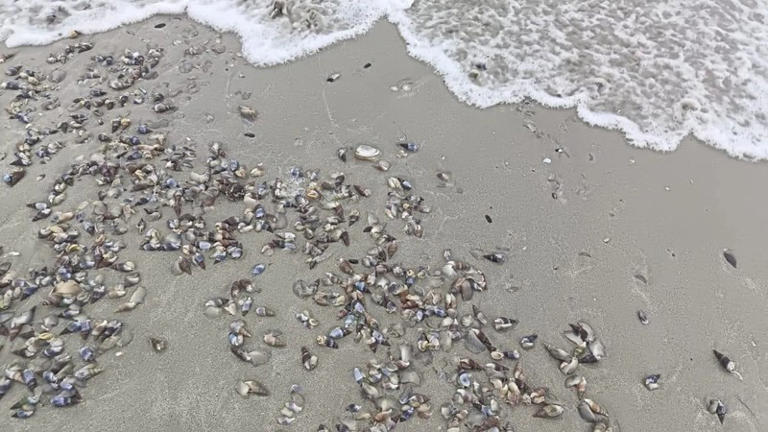 Update: Authorities continue monitoring red tides and fish mortality ...
