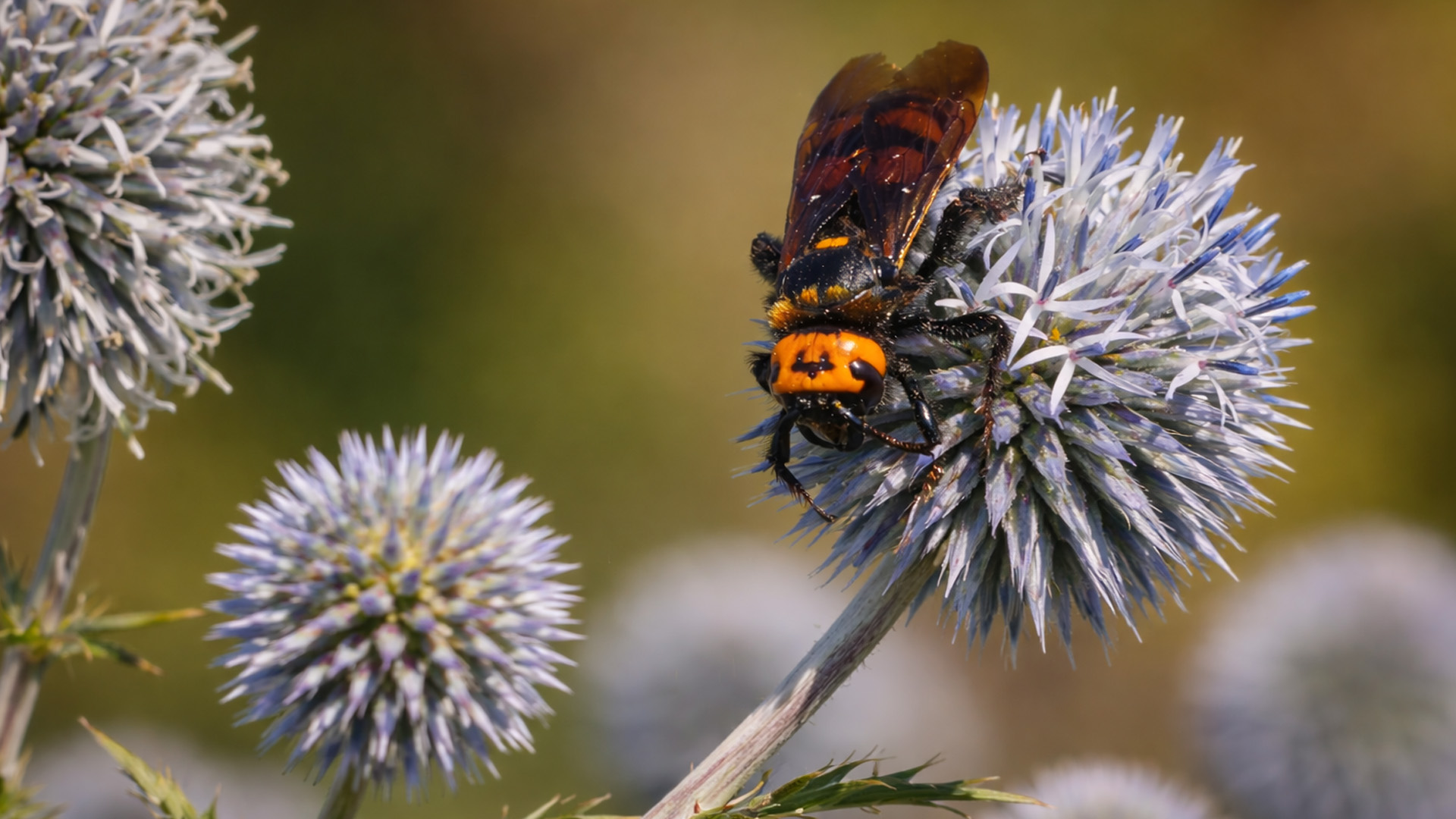 Giant hornet on a thistle flower
