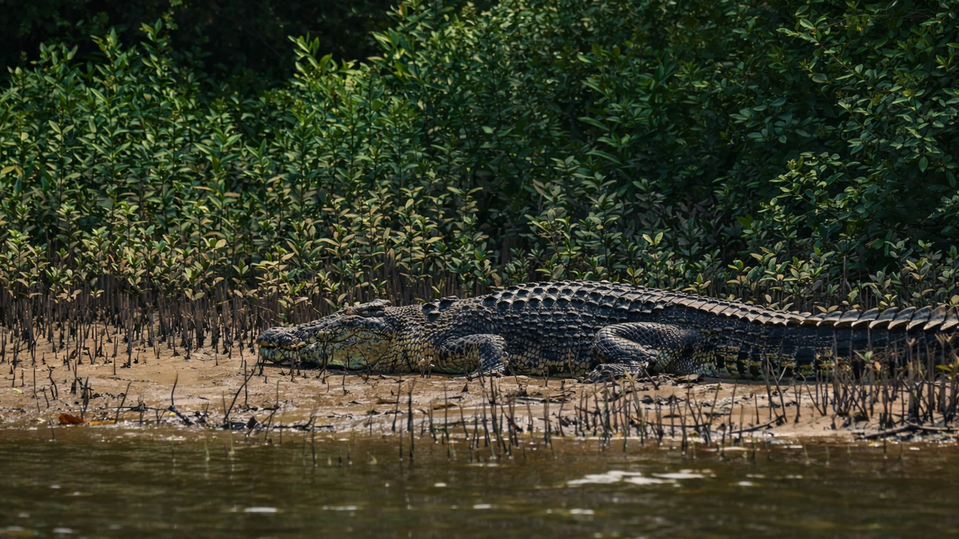 Nature’s perfect predator