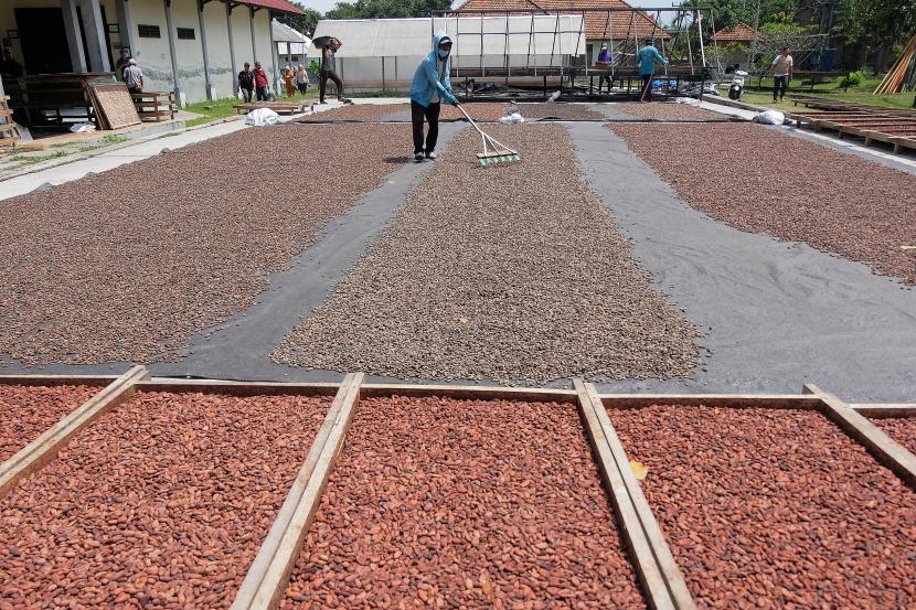 Pasokan global meningkat, harga biji kakao turun