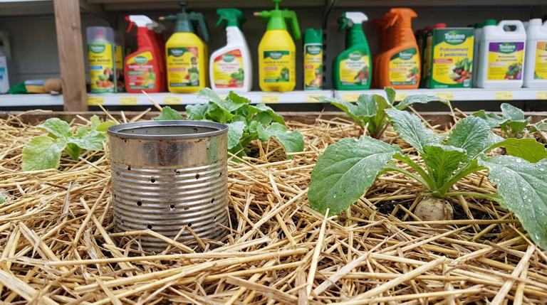 Produits anti-nuisibles : cet emballage du quotidien percé protège ...