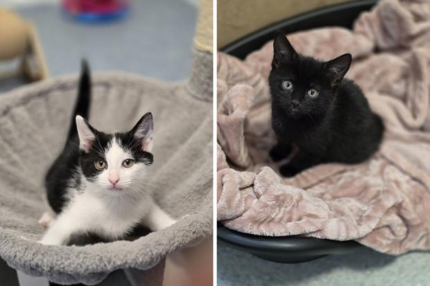 Meet the 'affectionate' kittens looking for forever homes