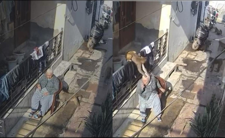On camera, elderly woman bitten, hair pulled by monkeys in Haryana
