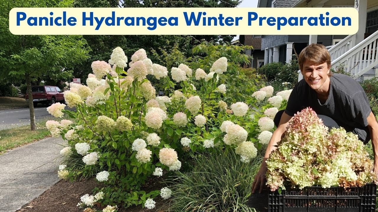 Panicle hydrangea - deadhead/prune correctly in autumn - fall cleanup