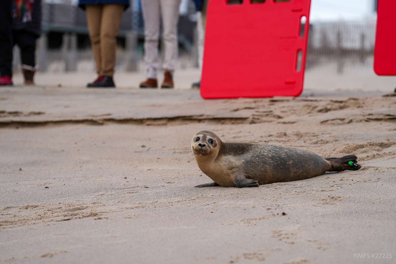 Mystic Aquarium releases seal into wild after recovery from serious ...