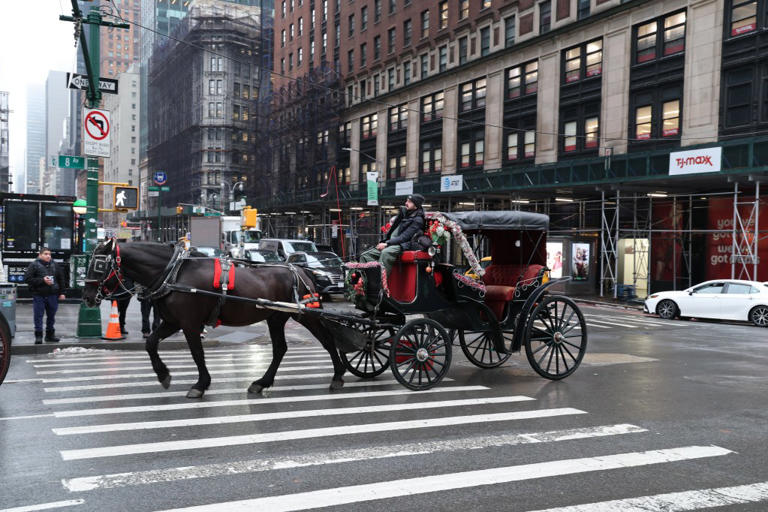 NYC’s horse carriages must get city vet inspection or have license ...
