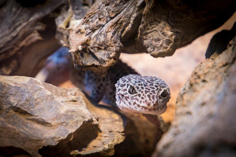 How to build an awesome DIY habitat for your pet reptile – budget ...