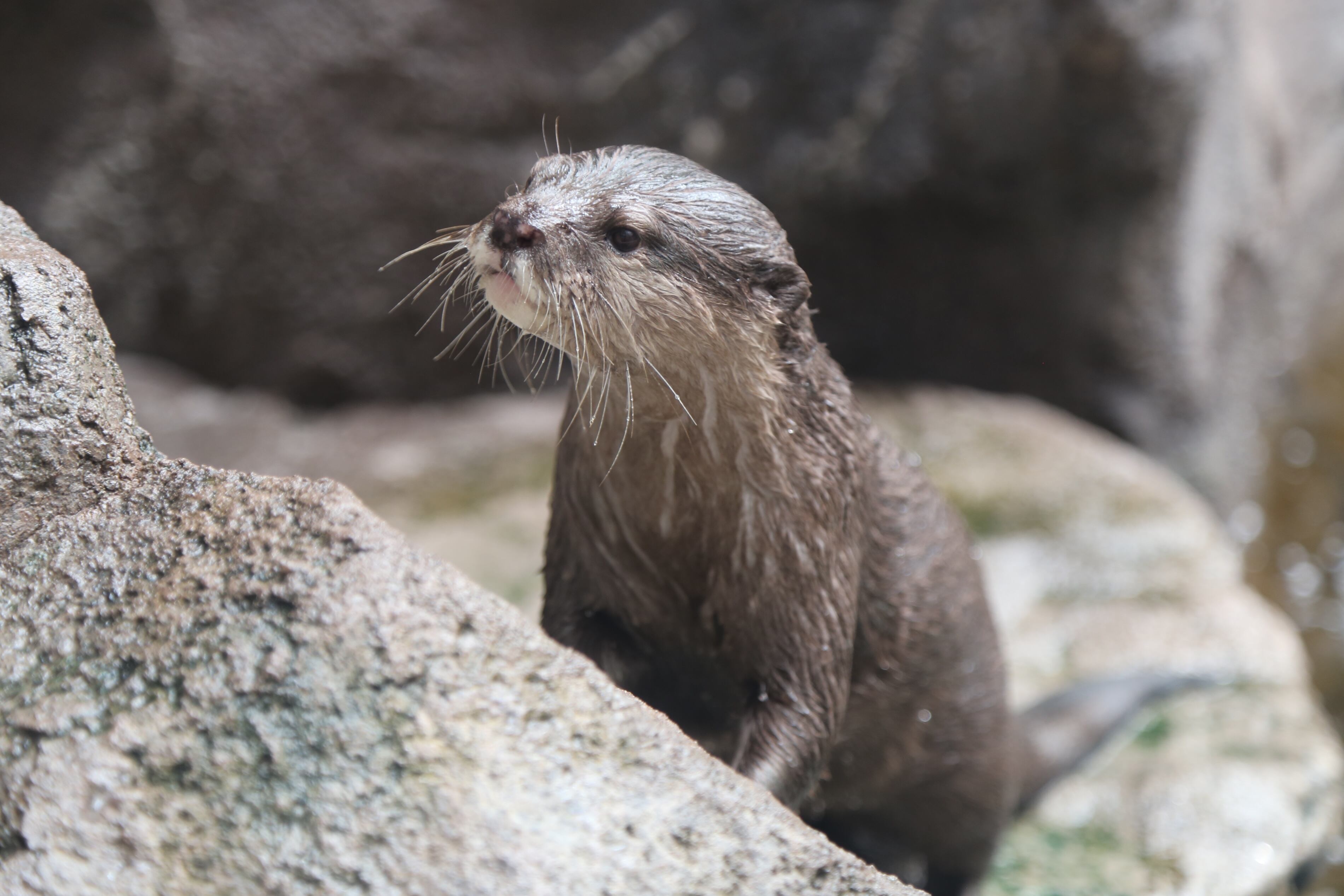 ‘Beloved’ 17-year-old otter at NC Aquarium faces declining health