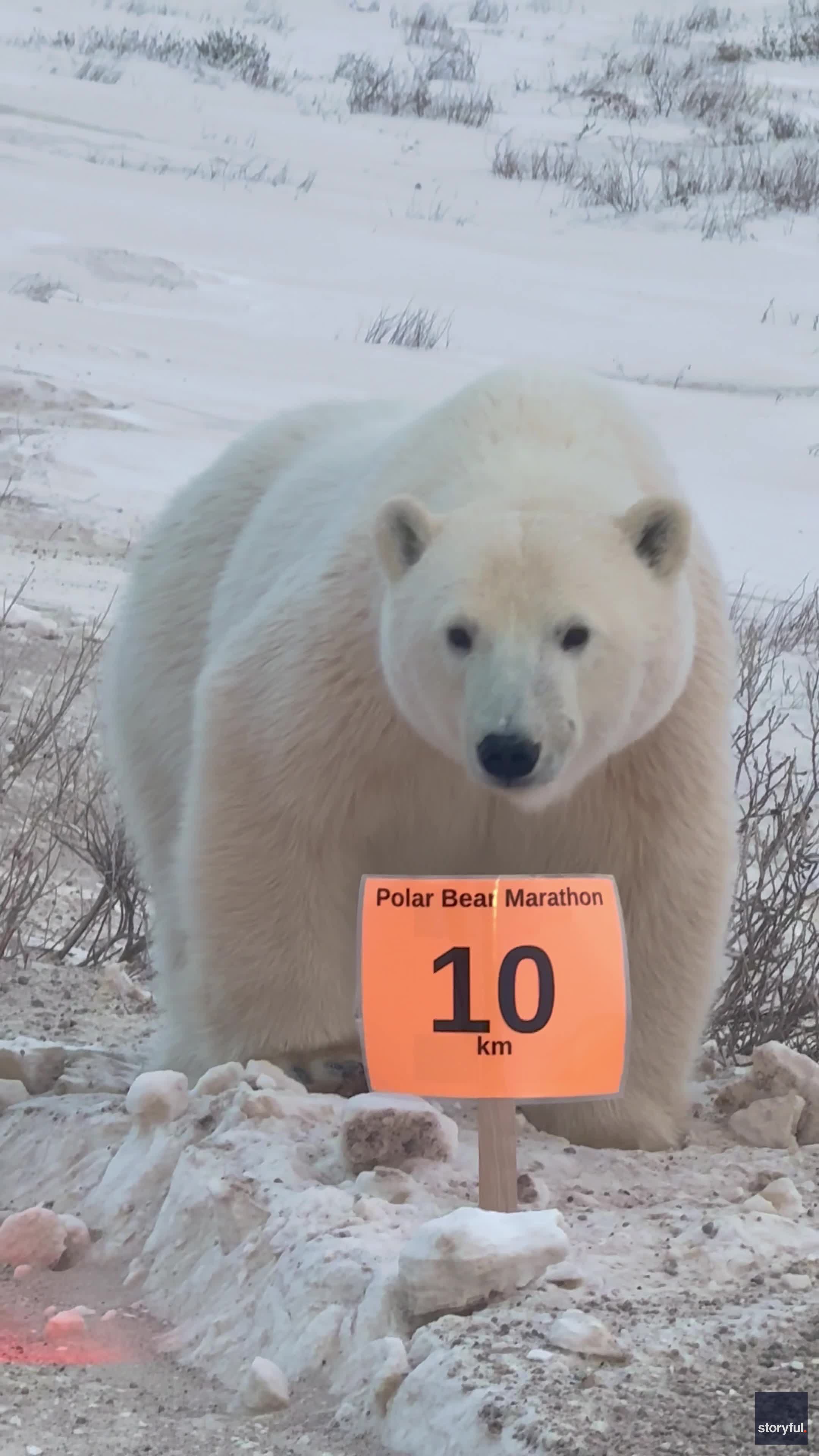 Cheeky polar bear crashes marathon, steals signage