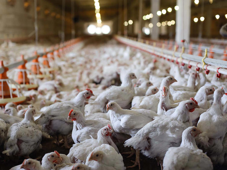Poultry sector faces challenges reminiscent of post-Covid era despite ...