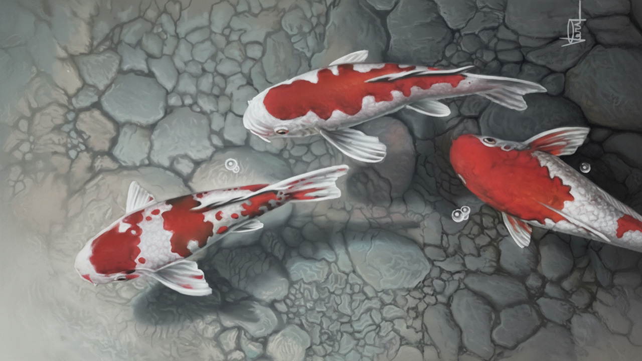 Koi fish amazing drawing inspired by serenity and motion
