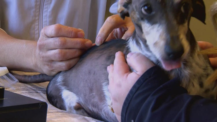 How does dog acupuncture work? | Ready Pet Go!