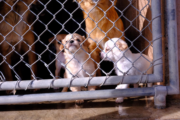 Overcapacity Las Vegas animal shelter has 55 dogs transferred to ...